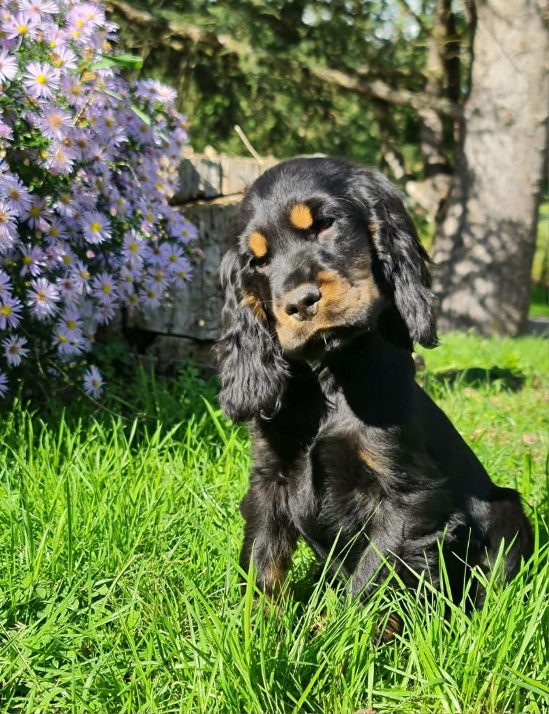 Accueil - Elevage Des Yeux D'Osiris - eleveur de chiens Cocker Spaniel ...